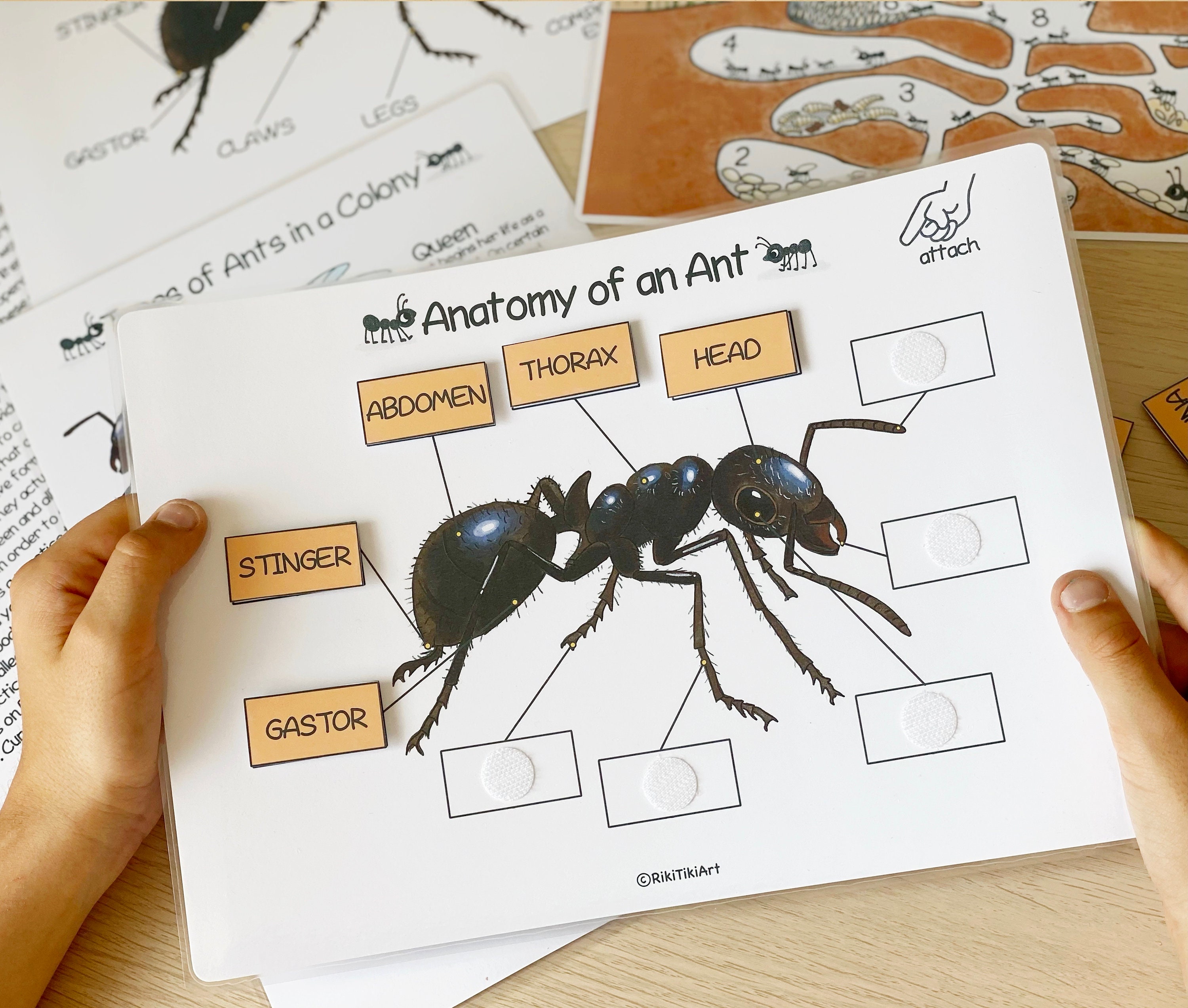 Ant Colony Nature Study Bundle Charlotte Mason Learning | Etsy