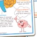 Human Brain Anatomy Bundle, Printable Homeschool Curriculum Preschool ...