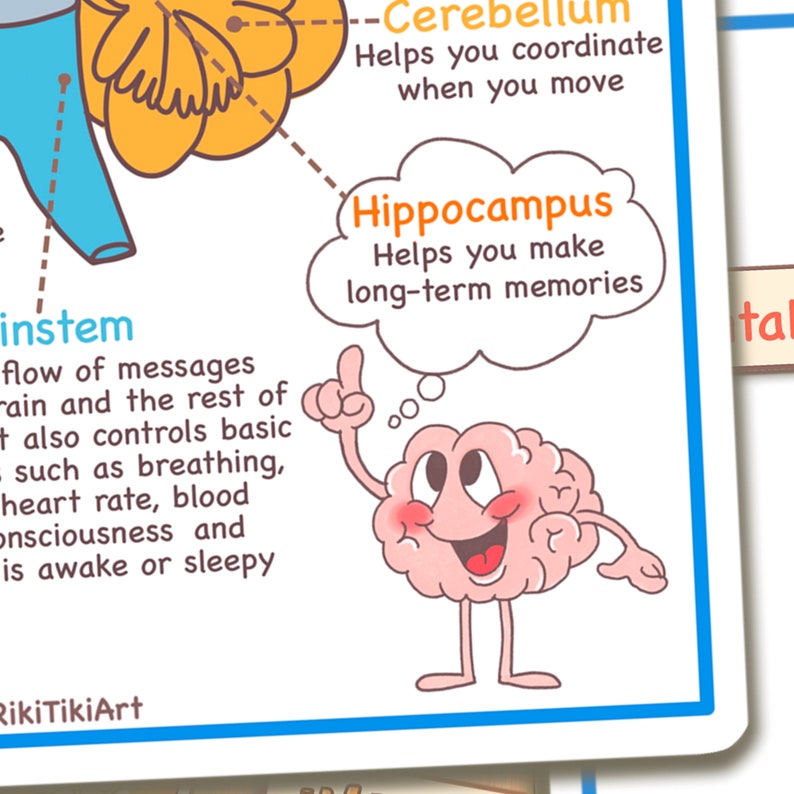 Human Brain Anatomy Bundle Printable Homeschool Curriculum - Etsy