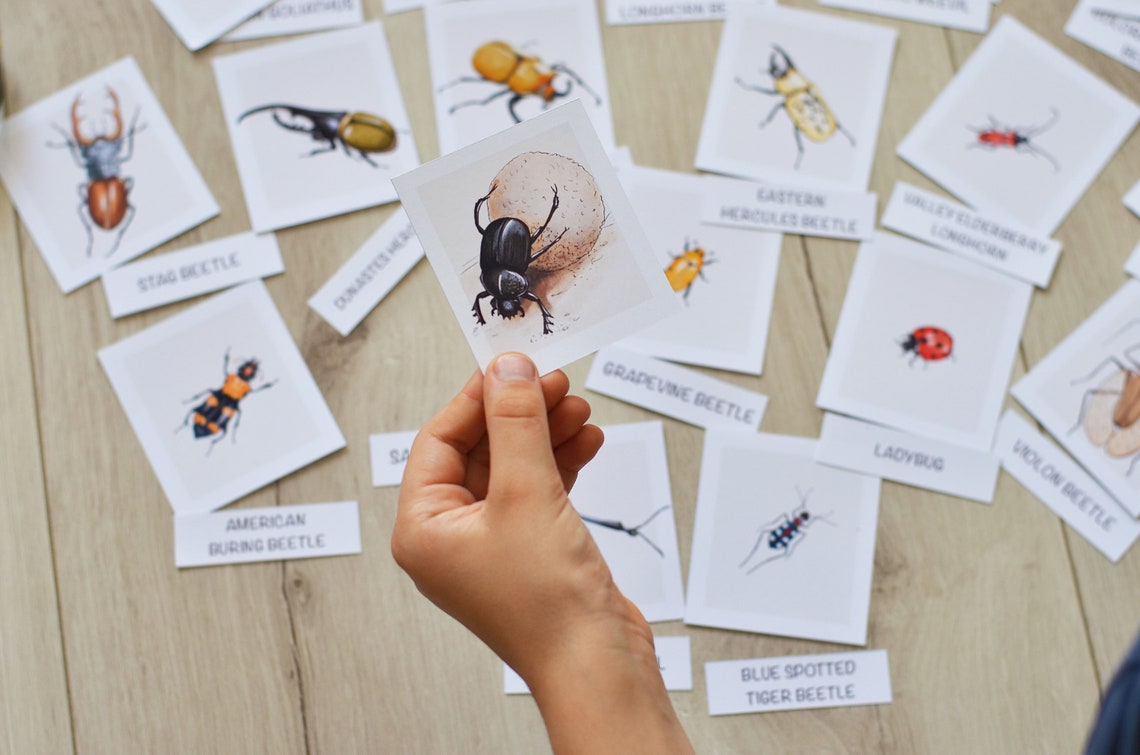 Beetles Flashcards Homeschool Montessori Materials Printable - Etsy