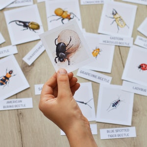 Beetles Flashcards, Homeschool Montessori Materials, Printable Toddler ...