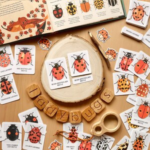Ladybugs Flashcards Homeschool Preschool Montessori Printable ...
