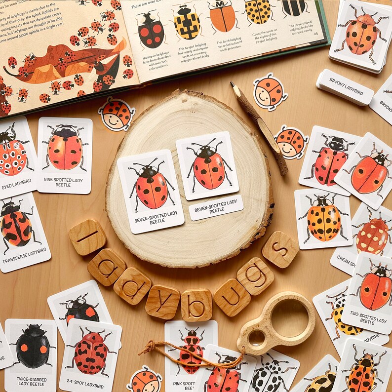 Ladybug Flashcards Homeschool Preschool Montessori Printable ...