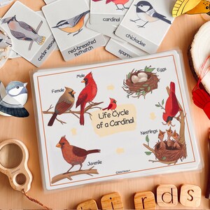 Winter Backyard Birds Unit Study Charlotte Mason Homeschool Learning ...