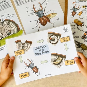 Beetles Unit Study Homeschool Learning Bundle Charlotte Mason Printable ...