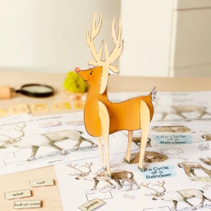 Reindeer Unit Study Homeschool Learning Materials Charlotte Mason ...