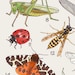 Insects Educational Posters Classroom Posters Montessori Decor ...