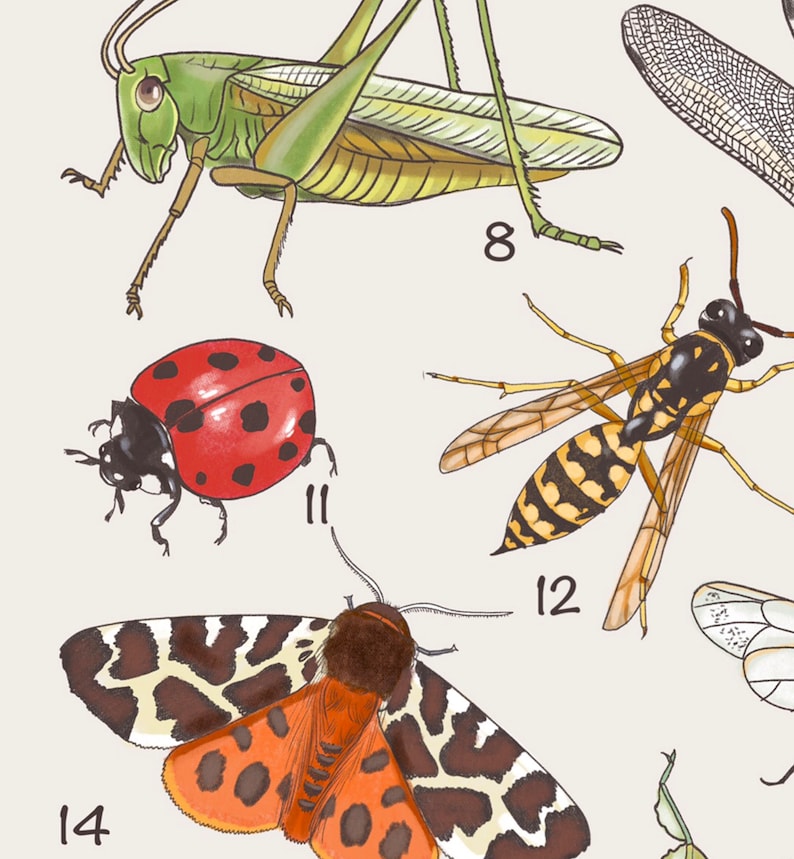 Insects Educational Posters Classroom Posters Montessori Decor - Etsy