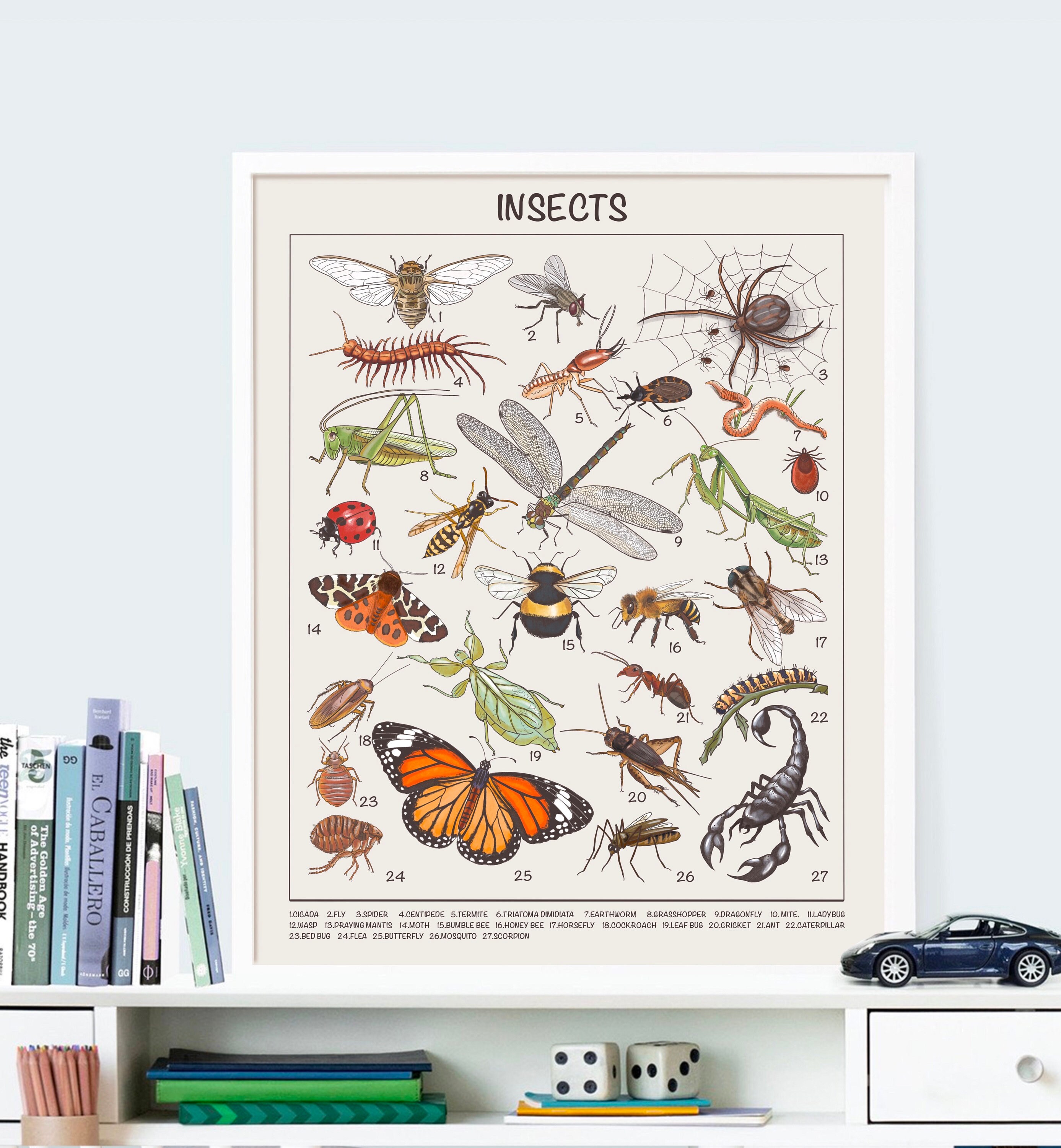 Insects Educational Posters Classroom Posters Montessori Decor | Etsy