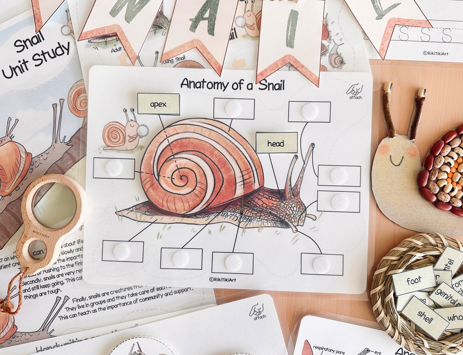 Snail Unit Study Charlotte Mason Spring Printable Worksheets Preschool ...