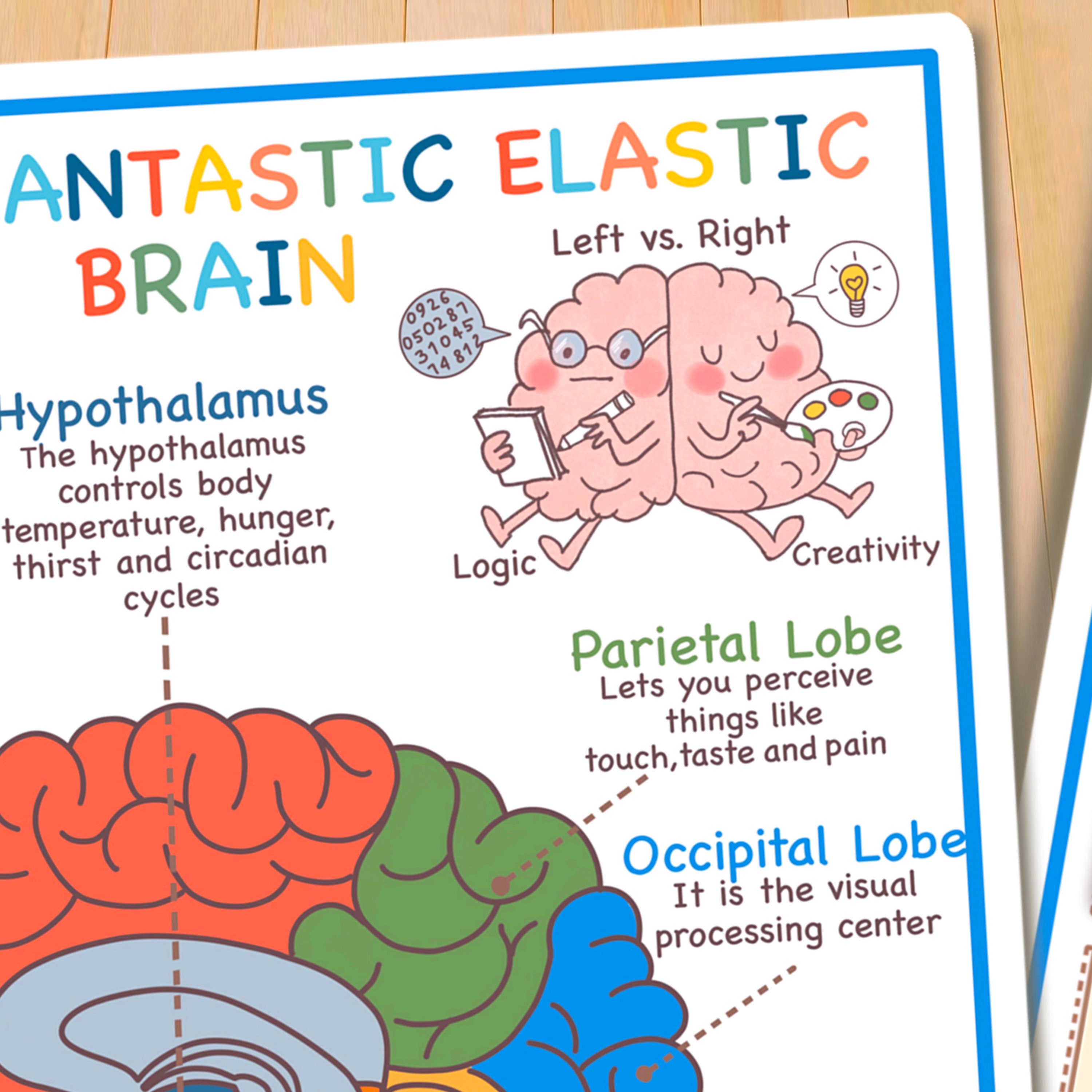 Human Brain Anatomy Bundle Printable Homeschool Curriculum - Etsy Canada