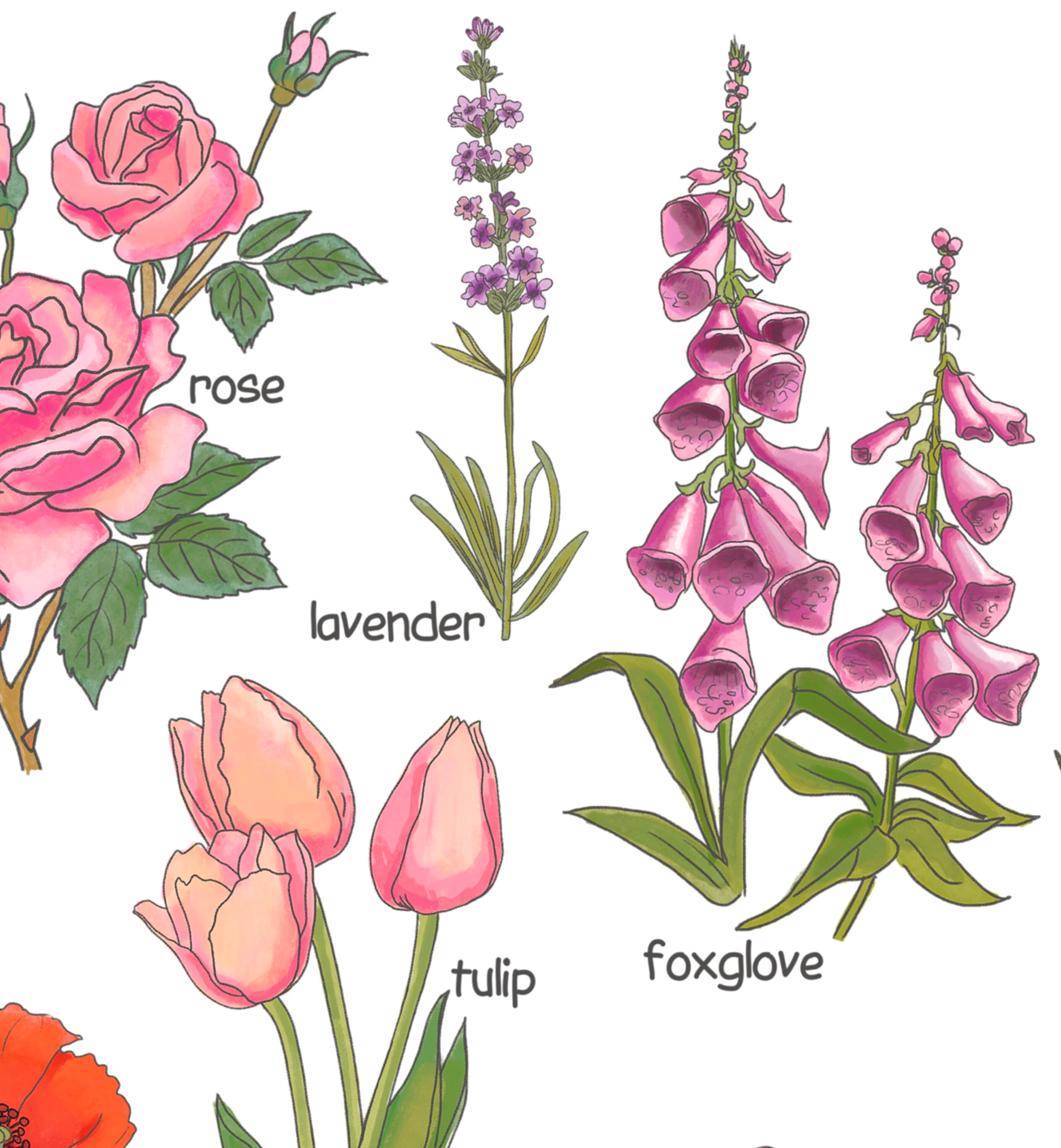 Flowers Poster Homeschool Educational Posters Classroom - Etsy