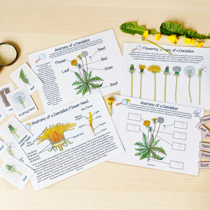 Printable Nature Journal Homeschool Learning Materials - Etsy