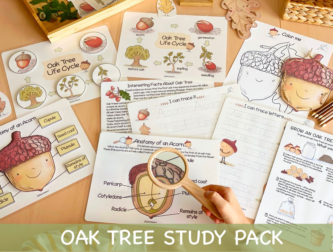 Oak Tree Unit Study Bundle Charlotte Mason Nature Study Anatomy of an ...
