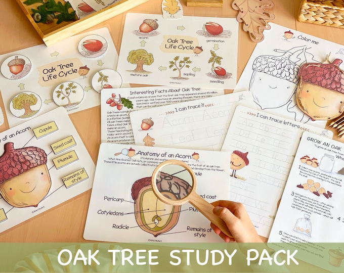Acorn Life Cycle Pack, Acorn Learning Pack, Fall Learning Pack, - Etsy