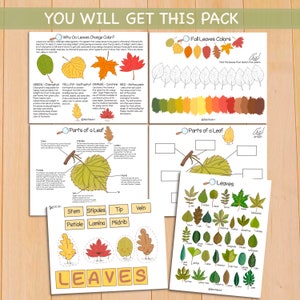 Leaves Unit Study Bundle Anatomy of a Leaf Charlotte Mason Nature Study ...