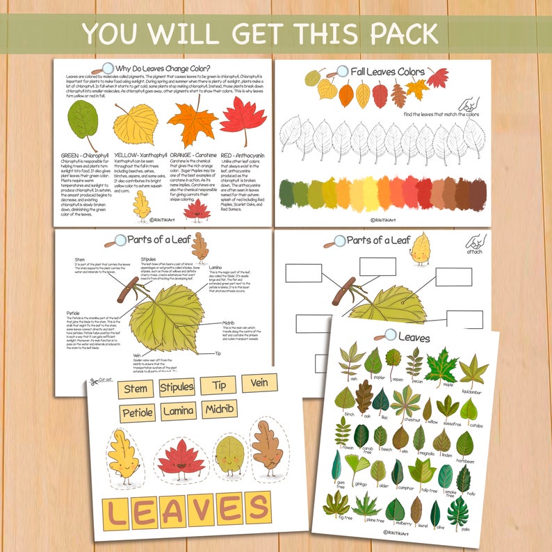 Leaves Unit Study Bundle Anatomy of a Leaf Charlotte Mason Nature Study ...