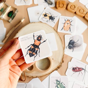 Beetles Study Activity Magnifying Glass Matching Game Homeschool ...