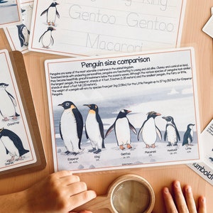 Penguins Unit Study Winter Homeschool Learning Materials Charlotte ...