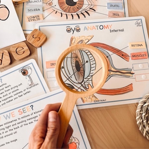 Human Eye Anatomy Bundle for Kids Human Body Parts, Human Anatomy ...