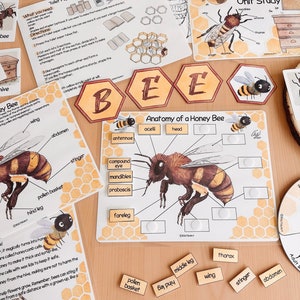 Honey Bee Unit Study Homeschool Summer Activities Bee Life Cycle ...
