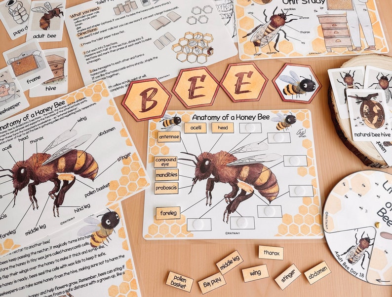 Honey Bee Unit Study Homeschool Summer Activities Bee Life Cycle ...