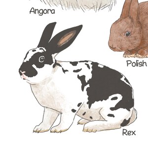 Rabbits Poster Educational Homeschool Decor Bunnies Breeds Watercolor ...