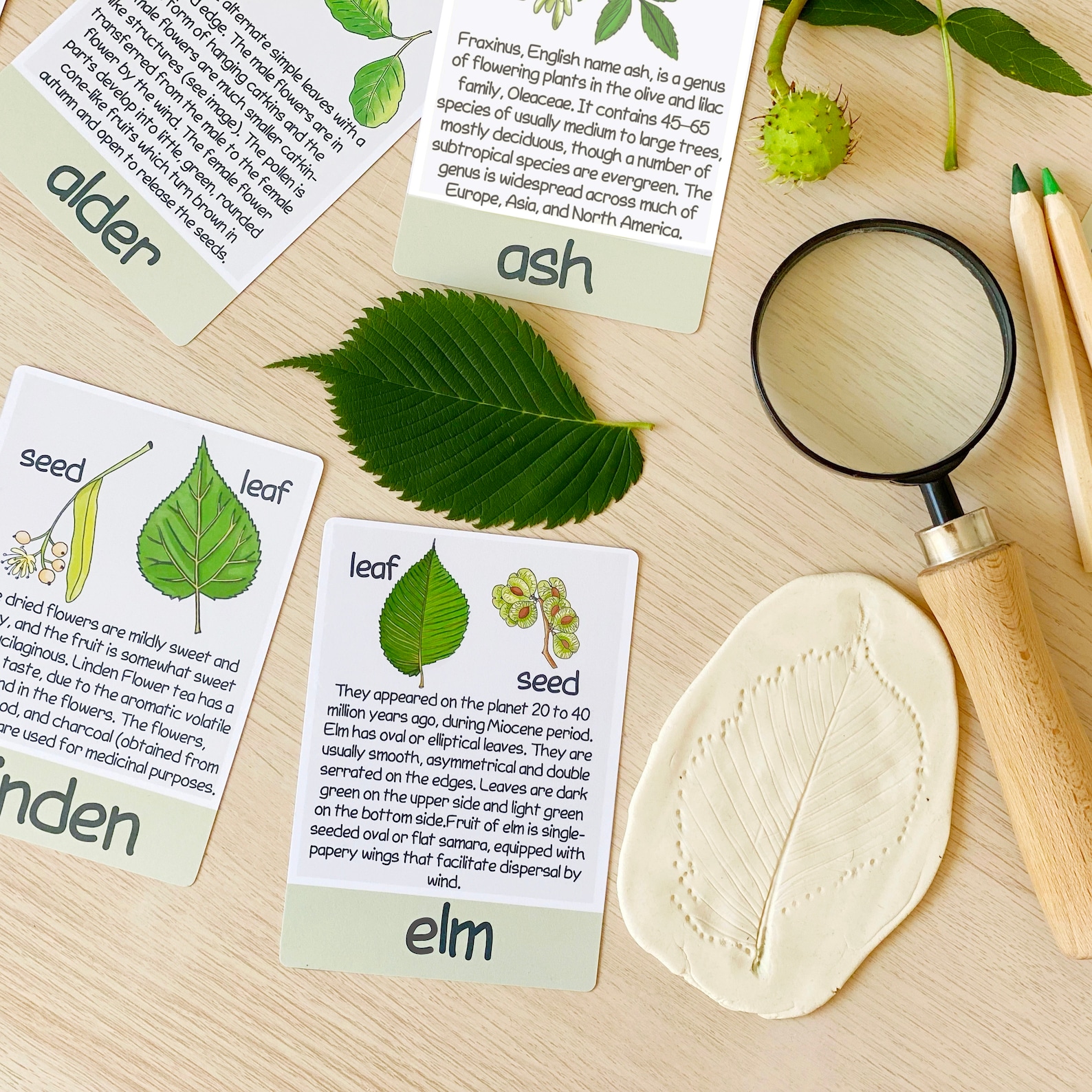 Leaf and Seed ID Cards Charlotte Mason Nature Study Preschool ...