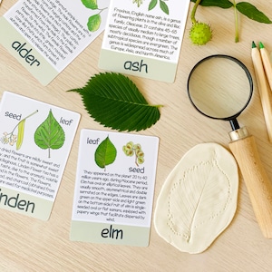 Leaf and Seed ID Cards Charlotte Mason Nature Study Preschool ...