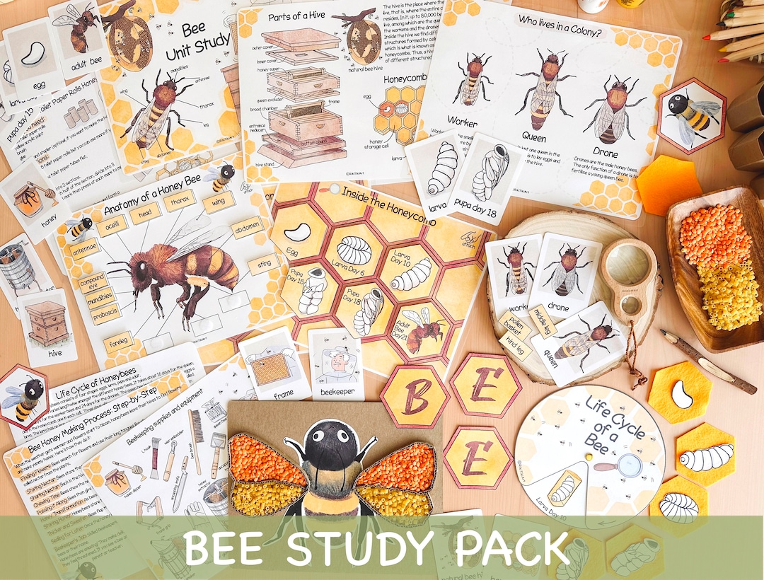 Honey Bee Unit Study Homeschool Summer Activities Bee Life Cycle ...