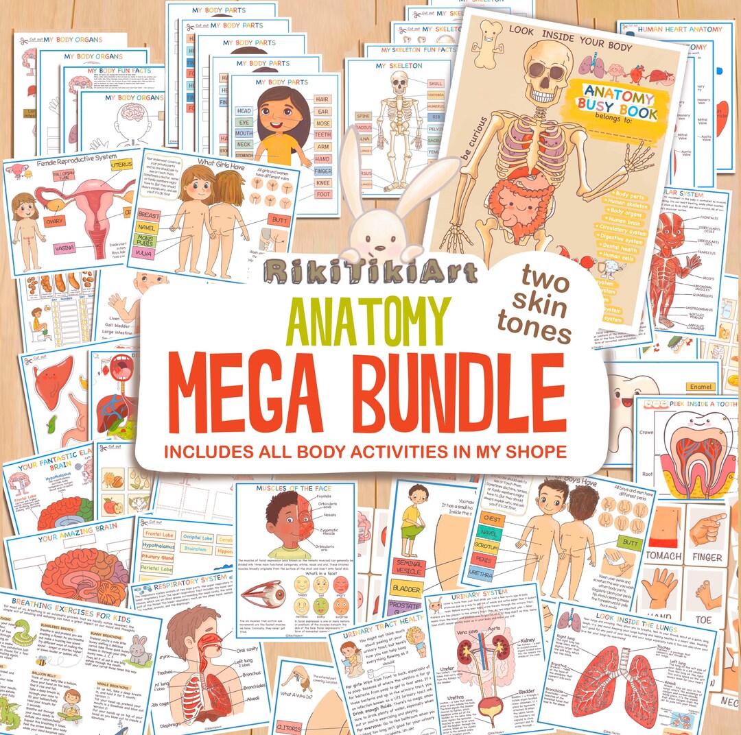 Human Anatomy BUNDLE - Systems Organs Parts of the Body, Anatomy Busy ...