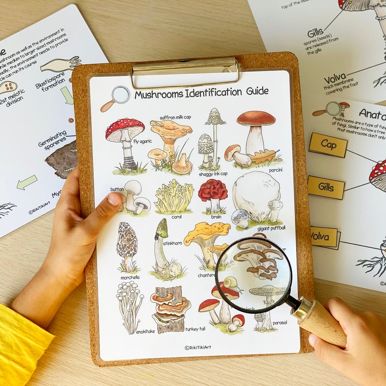 Mushrooms Unit Study Bundle Charlotte Mason Homeschool | Etsy