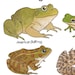 Frogs and Toads of North America Educational Poster Charlotte Mason ...