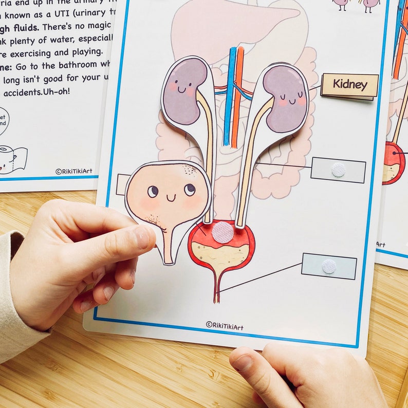 Human Urinary System Learning Bundle Human Body Unit Study - Etsy