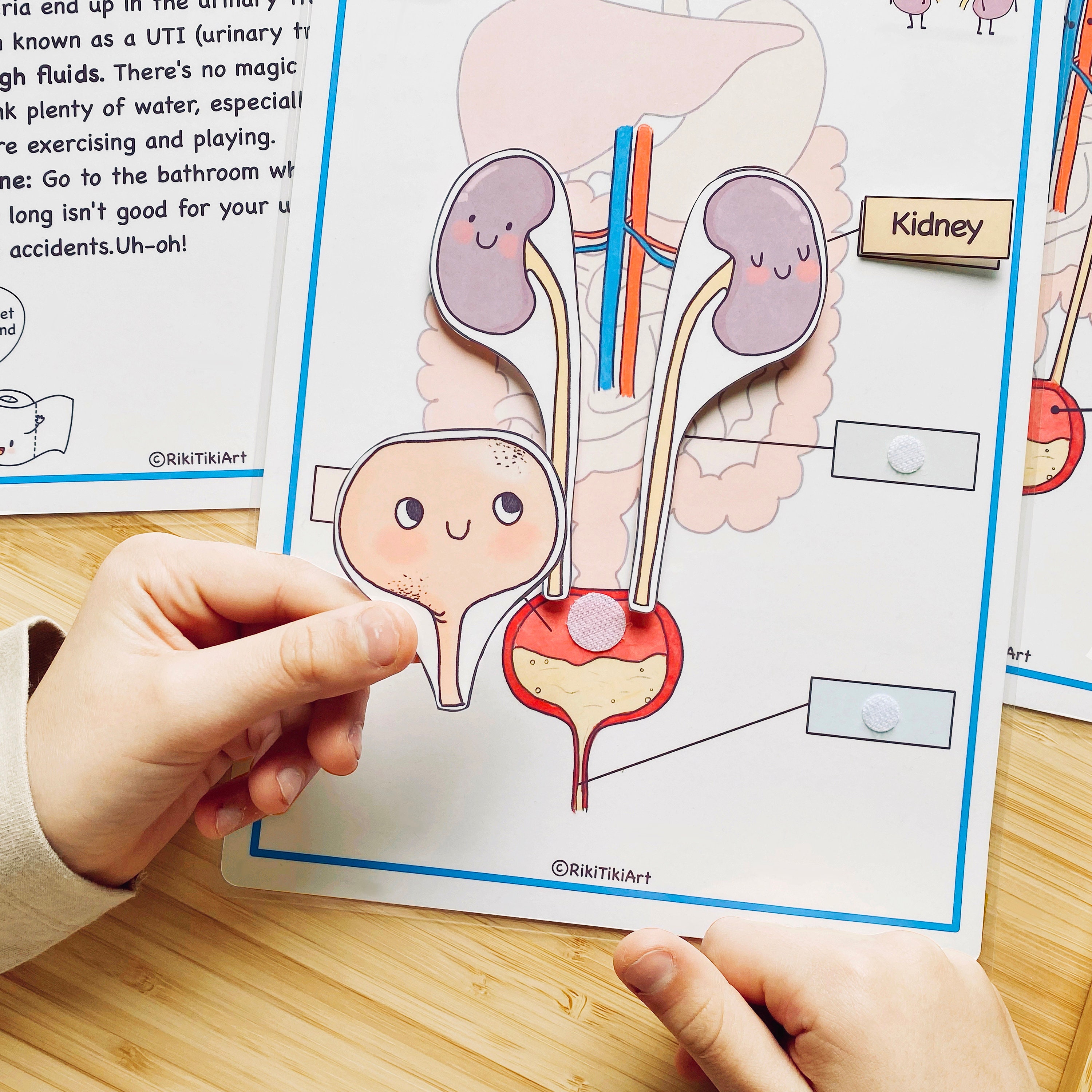 Human Urinary System Learning Bundle Human Body Unit Study Preschool ...