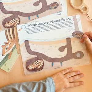 Chipmunk Unit Study Bundle Fall Homeschool Printables Charlotte Mason ...