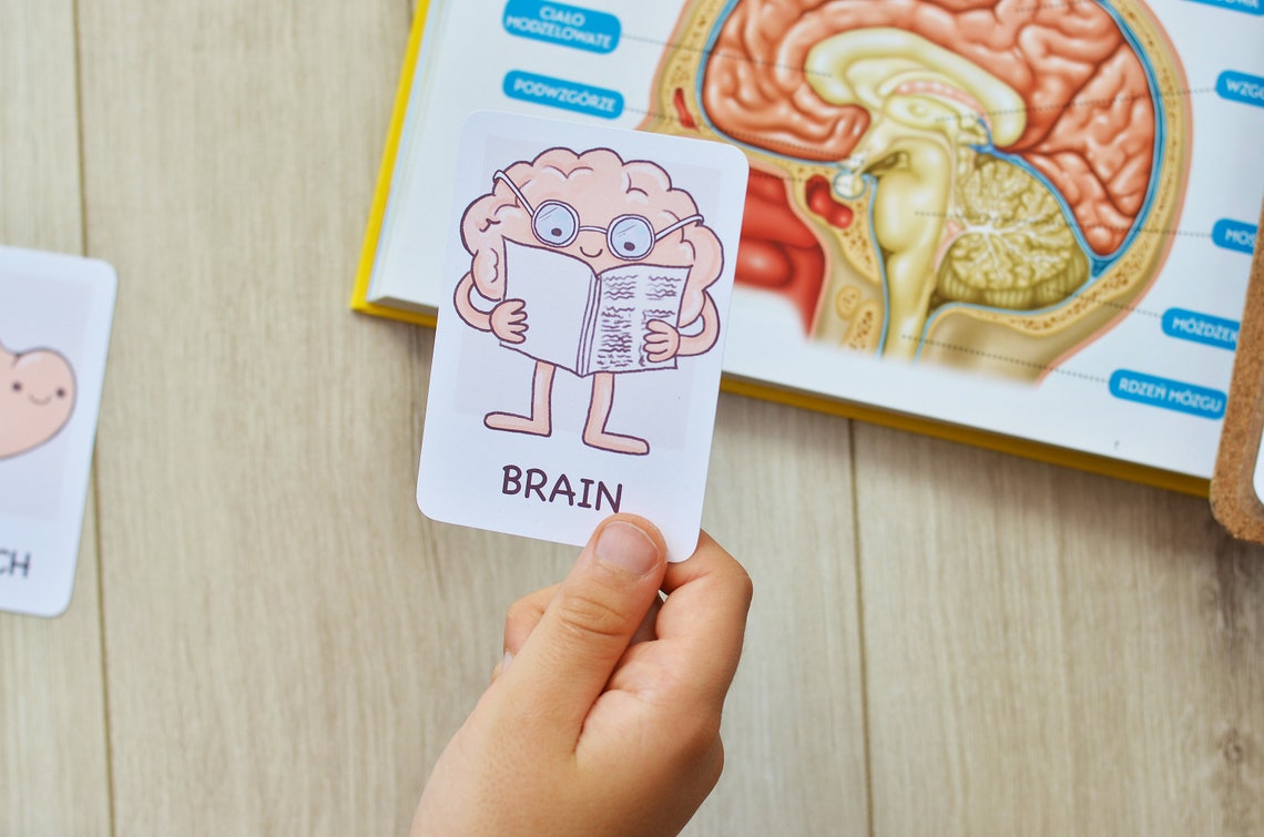 Human Organs Flashcards and Body Facts Homeschool Montessori | Etsy