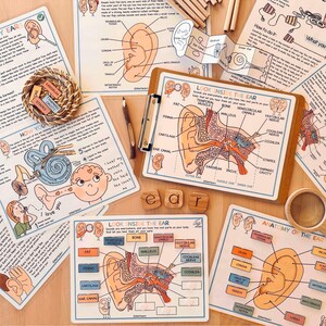Human Ear Anatomy Bundle Preschool Worksheets Homeschool Human Body ...