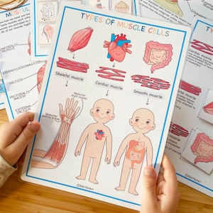 Muscular System Learning Bundle Human Anatomy Activity About Me Toddler ...