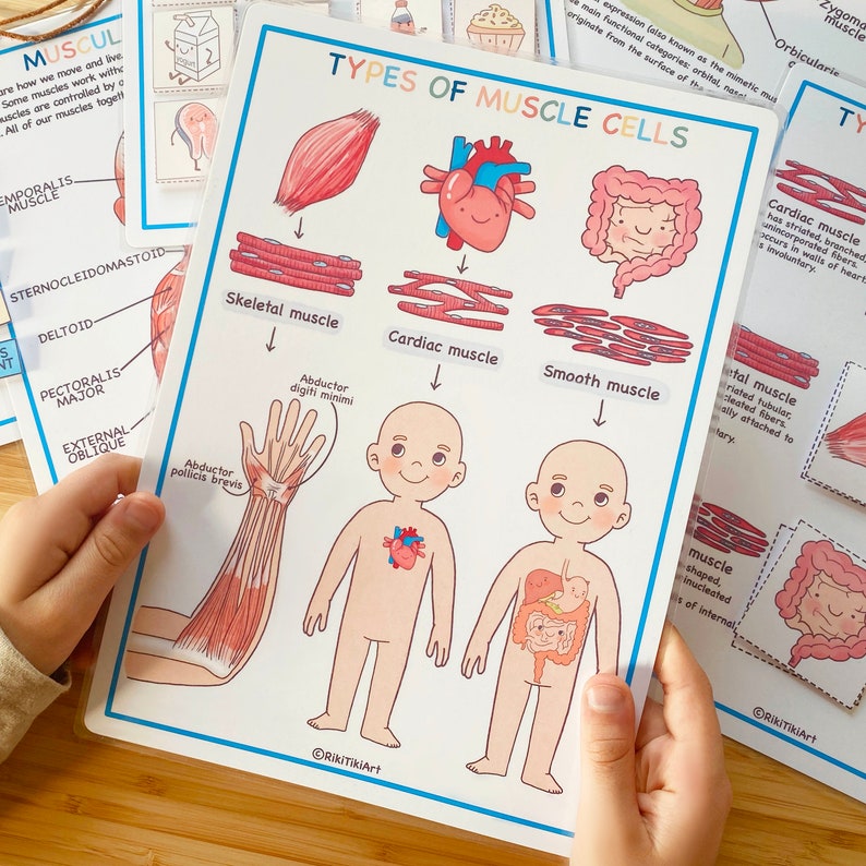 Muscular System Learning Bundle Human Anatomy Activity About - Etsy