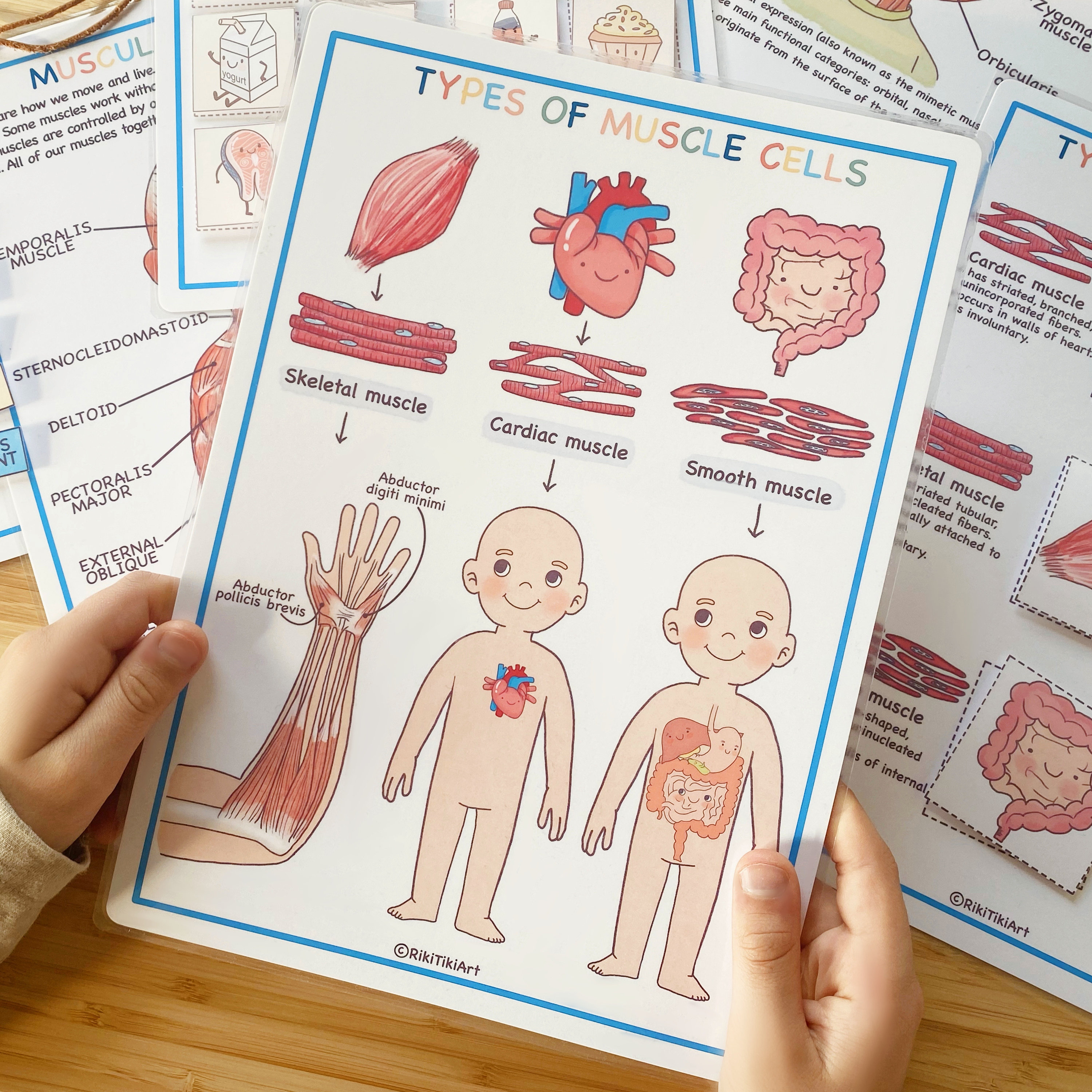 Muscular System Learning Bundle Human Anatomy Activity About Me Toddler ...