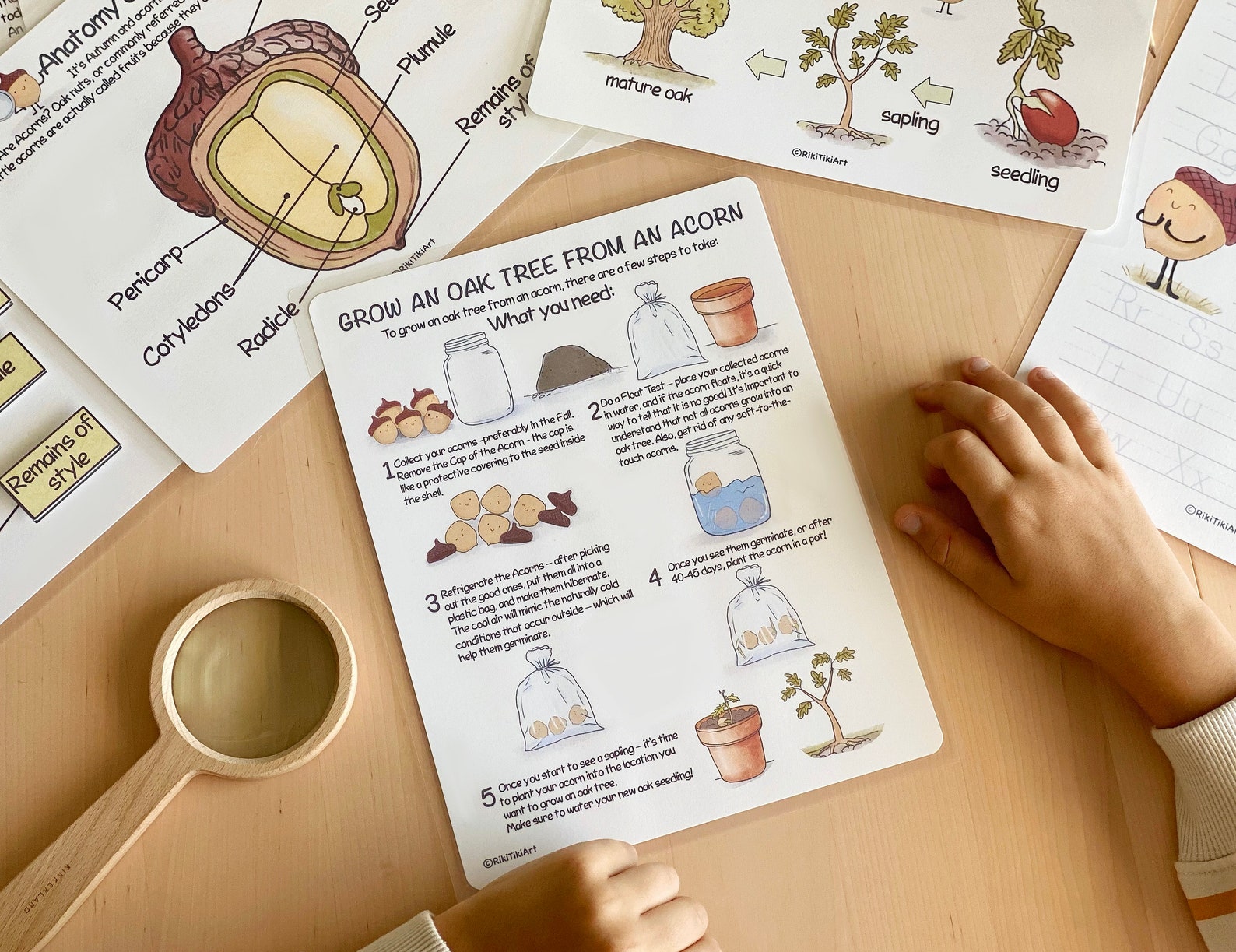 Oak Tree Unit Study Bundle Charlotte Mason Nature Study - Etsy