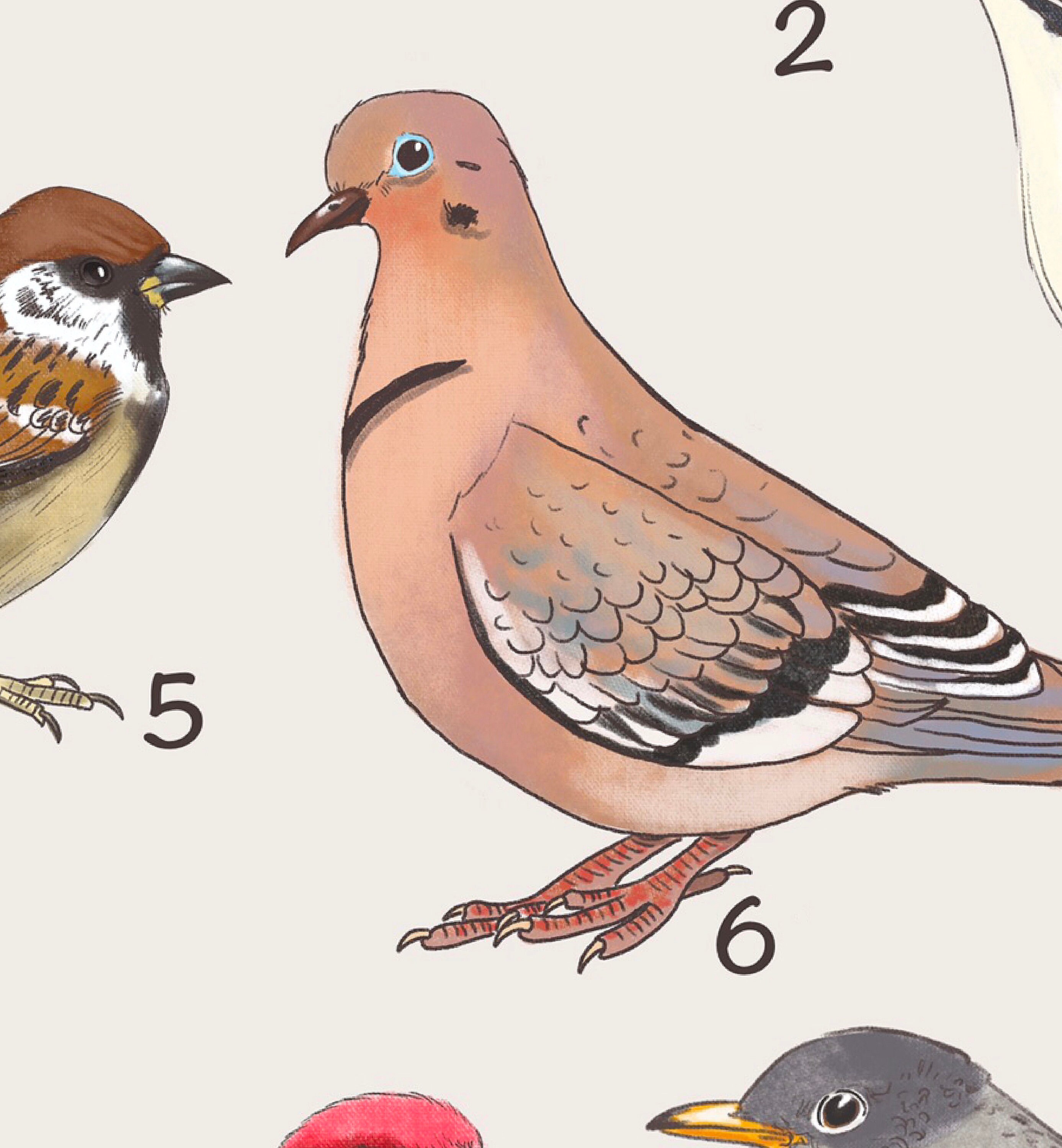 Backyard Birds Downloadable Prints Educational Prints | Etsy