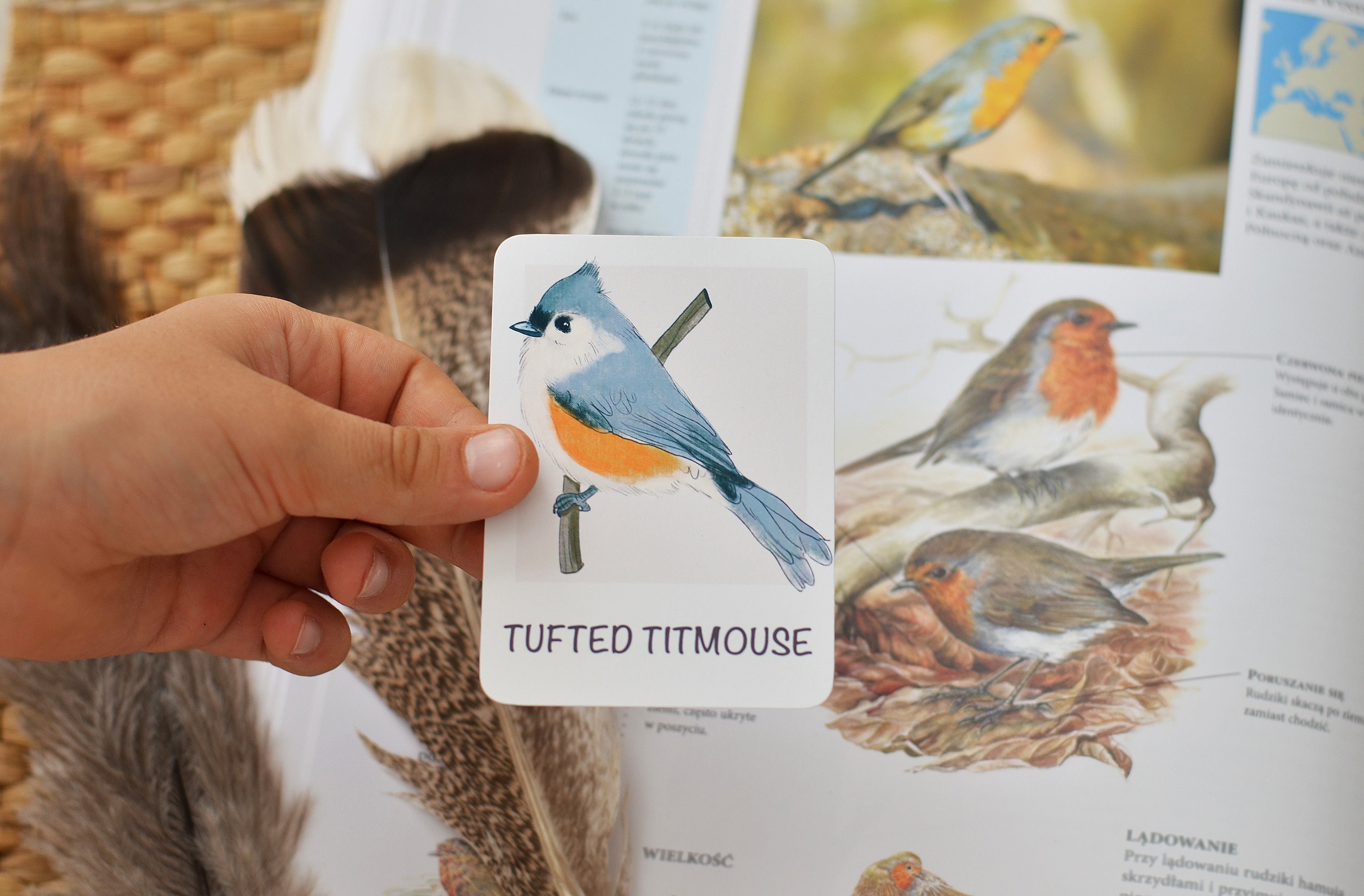 Toddler Flash Cards Backyard Birds Printable Flashcards | Etsy