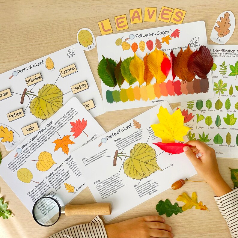 Leaves Unit Study Bundle Anatomy of a Leaf Charlotte Mason Nature Study ...