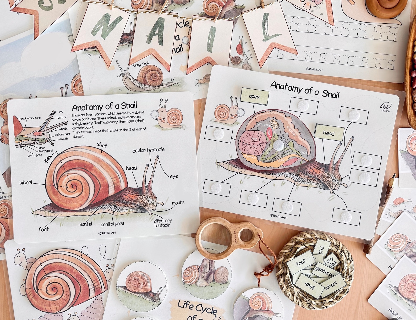 Snail Unit Study Charlotte Mason Spring Printable Worksheets Preschool ...