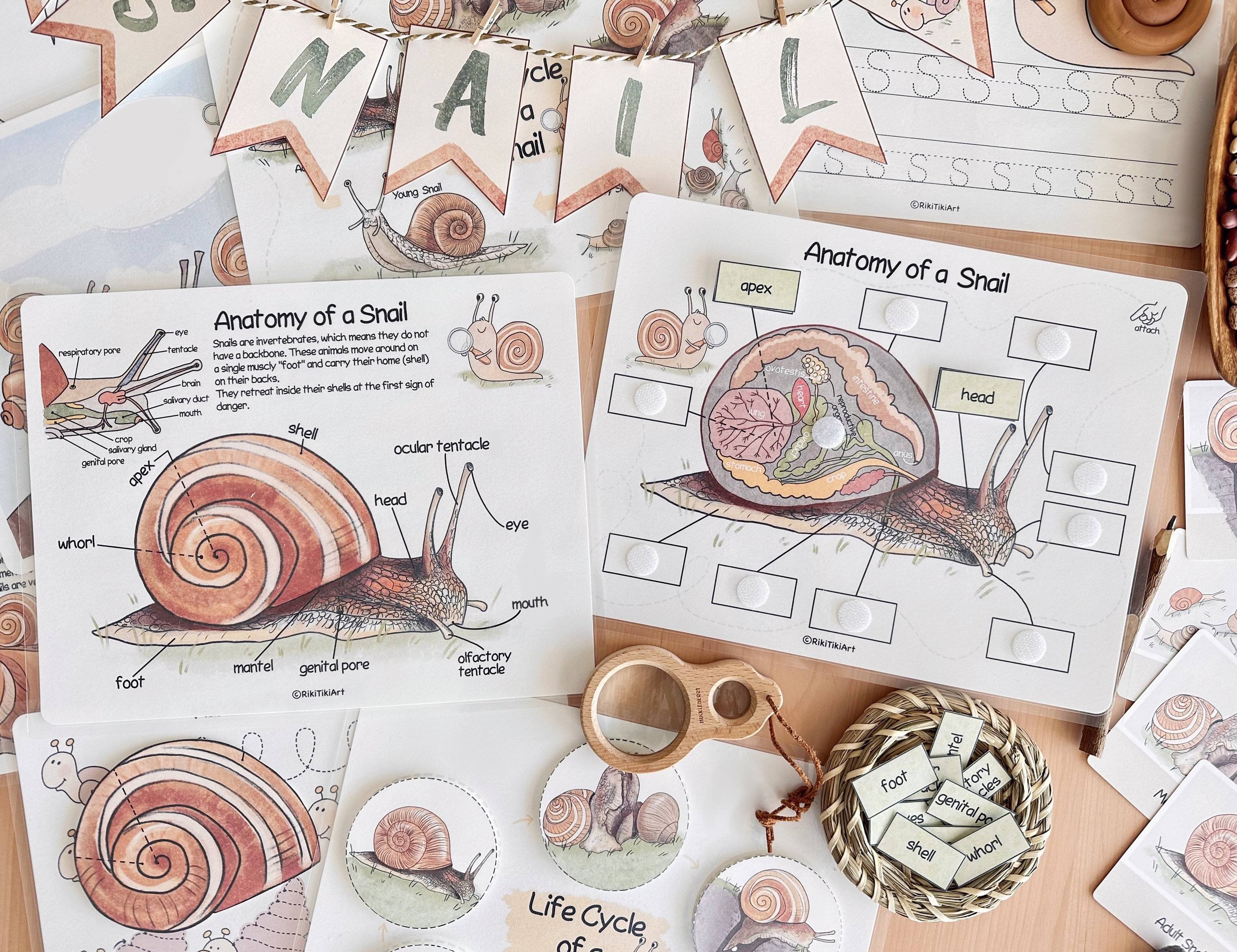 Snail Unit Study Charlotte Mason Spring Printable Worksheets Preschool ...