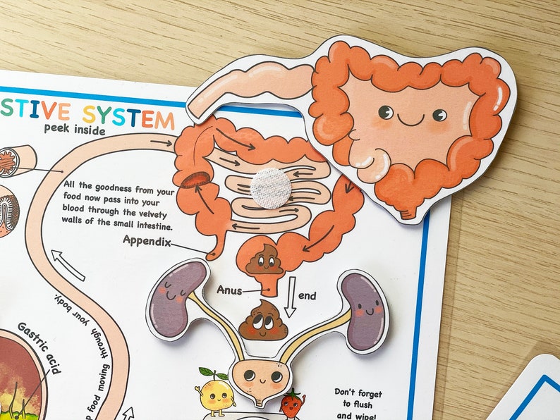 Human Digestive System Anatomy Bundle About Me Homeschool - Etsy