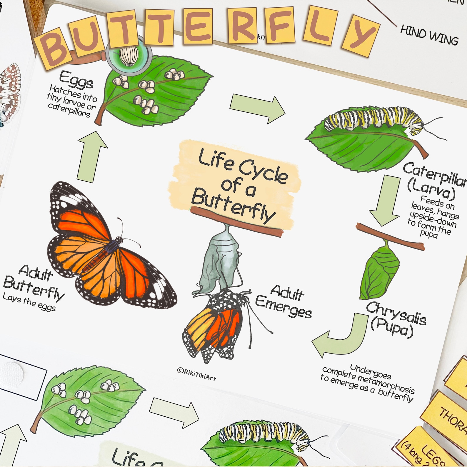 Butterfly Unit Study Bundle Charlotte Mason Nature Study Homeschool ...