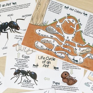 Ant Colony Nature Study Bundle Charlotte Mason Learning Materials Ant ...